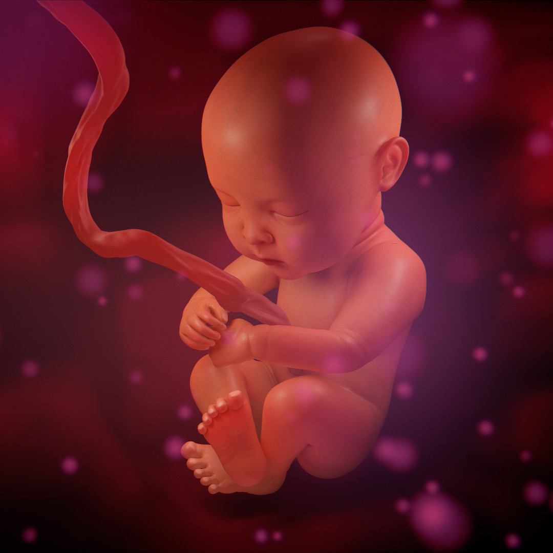 Preliminary Location Of The Testes In The Fetus