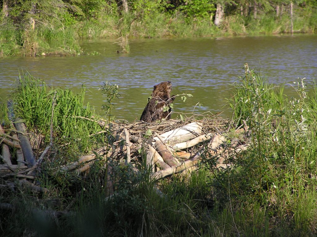 Beaver Dams as Engineering Projects