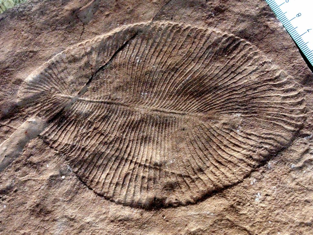 The Cambrian Explosion: A Dazzling Variety of Life