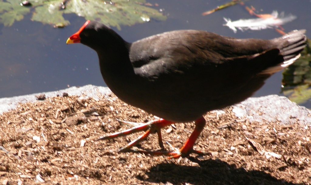 The Well-Designed Nest of a Megapode