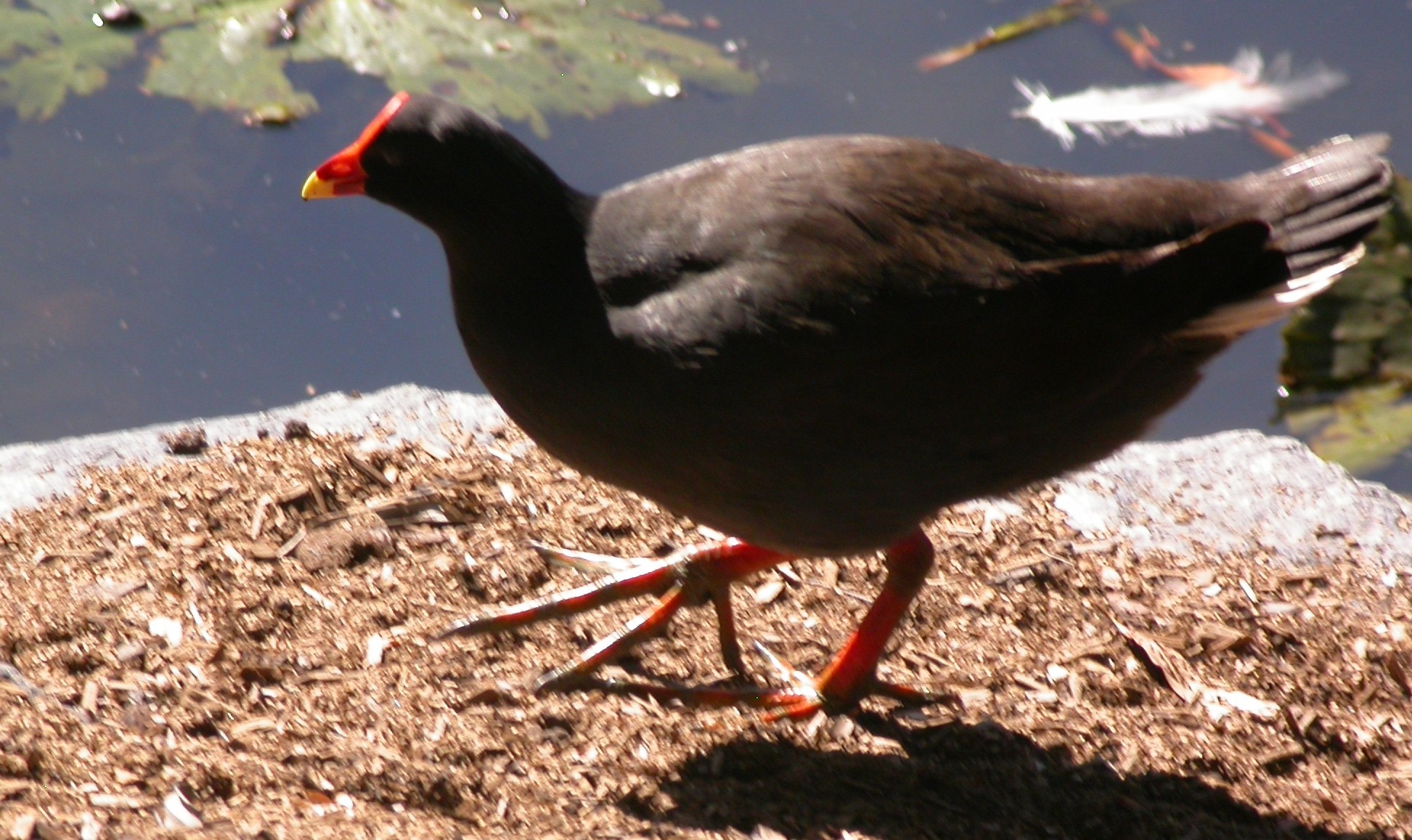 The Well-Designed Nest of a Megapode