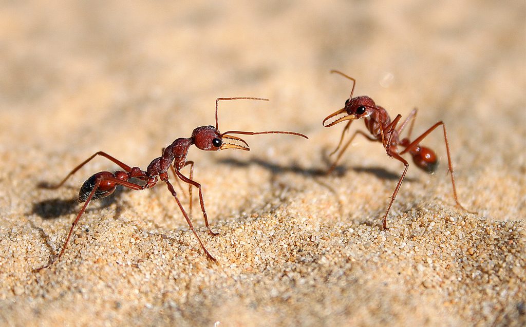 how do carpenter ants communicate